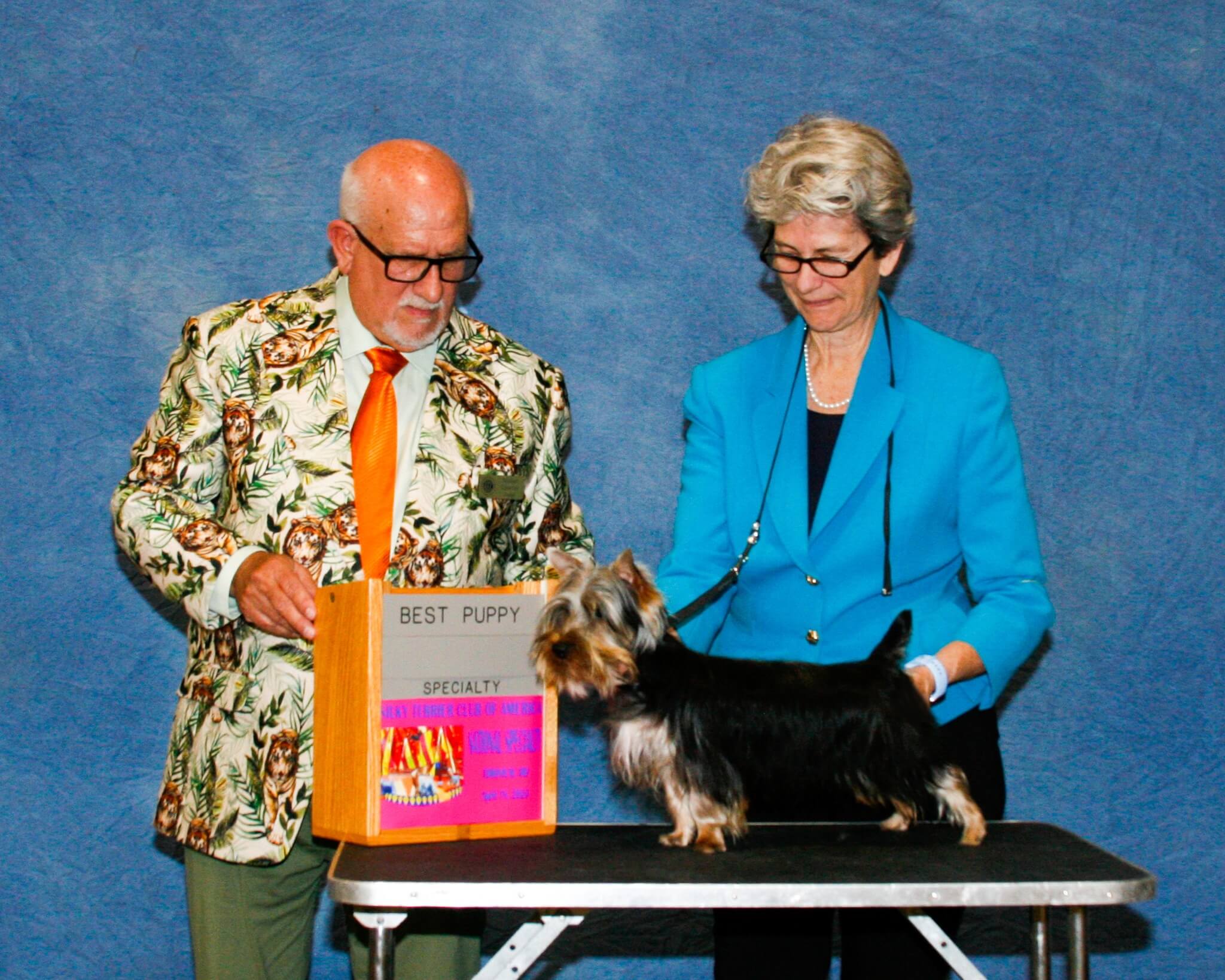 Tessier Silky Terriers – AKC Platinum Breeder of Merit